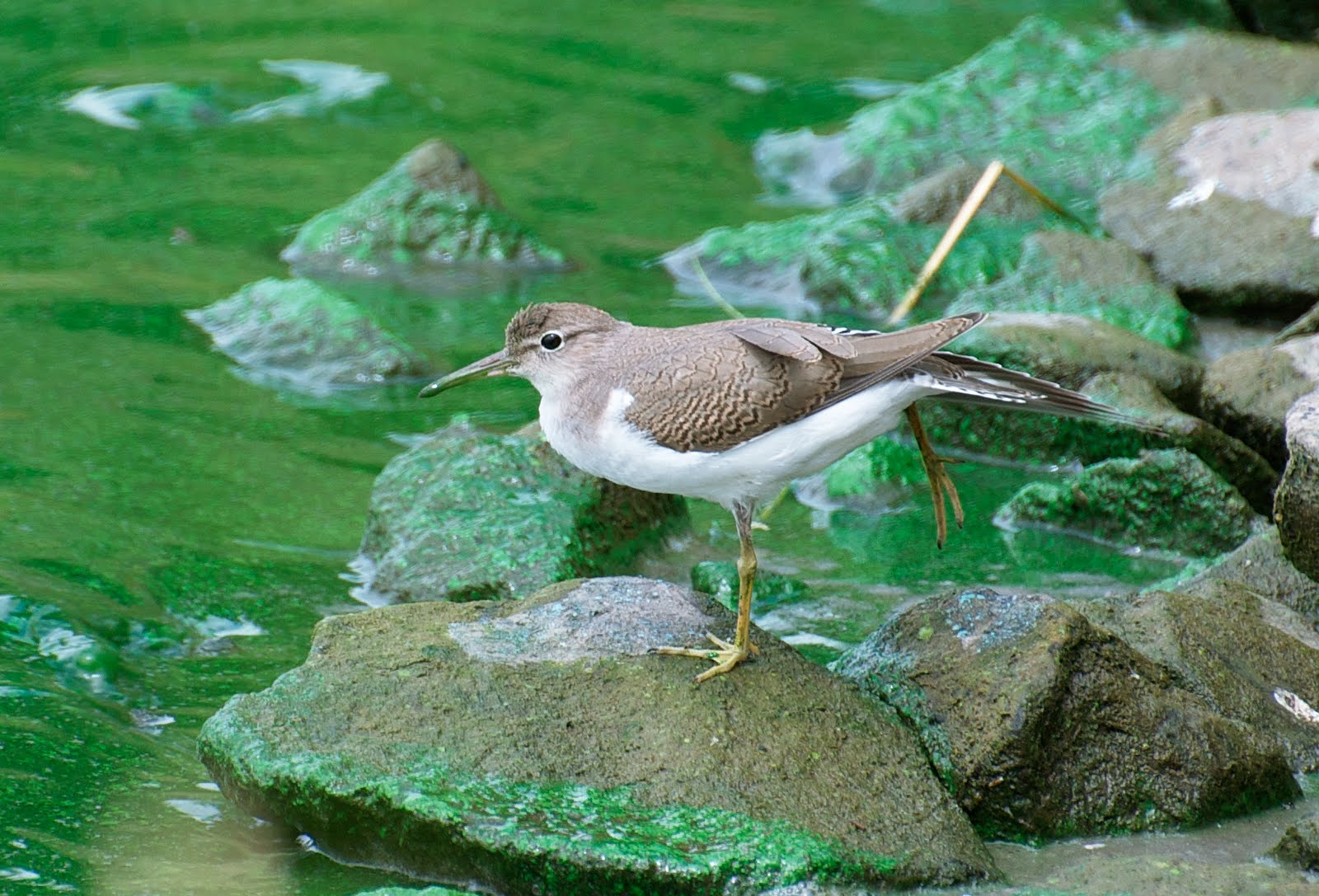 NW Bird Blog: Spotted Sandpiper