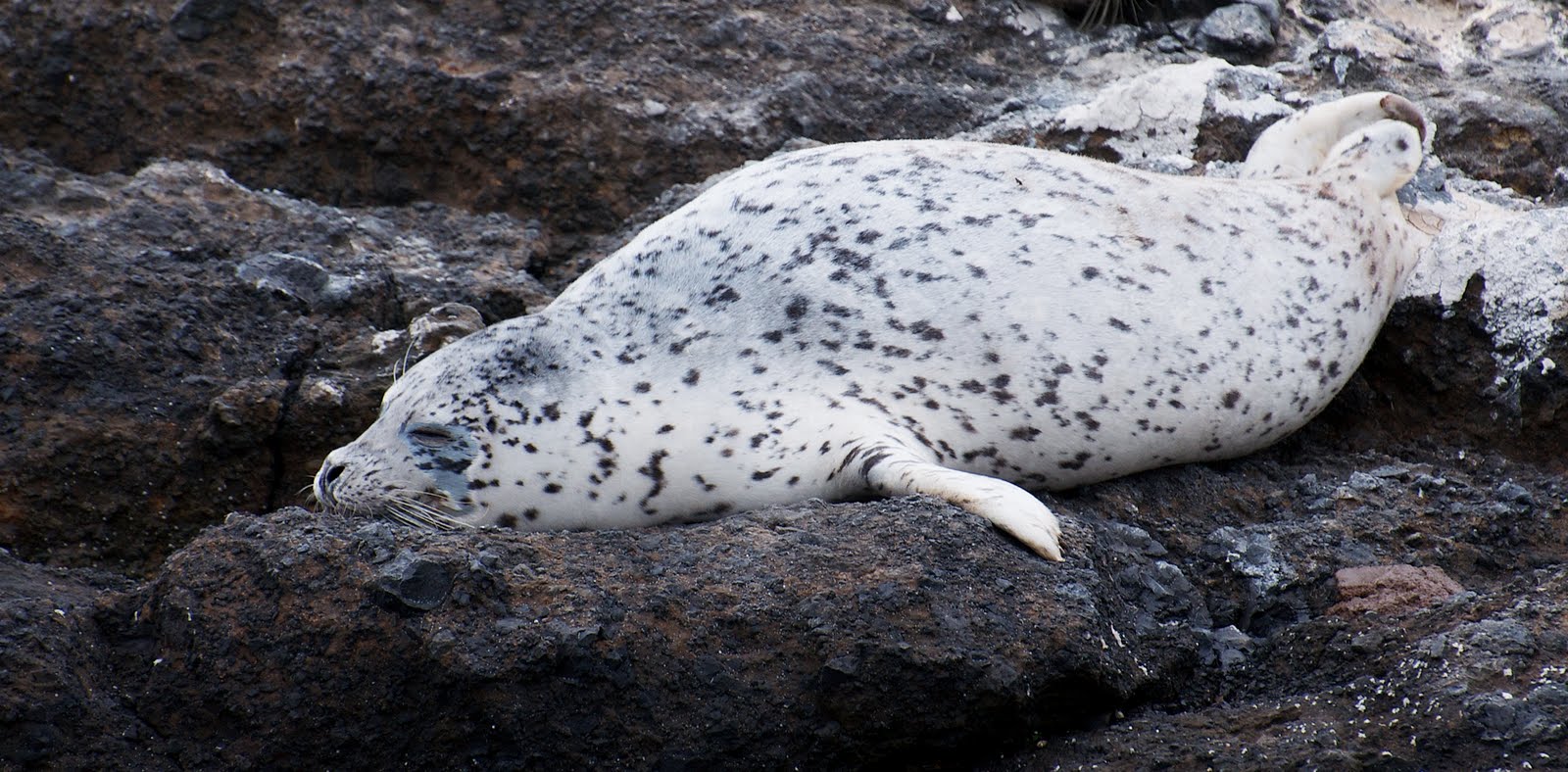 NW Bird Blog: Harbor Seal