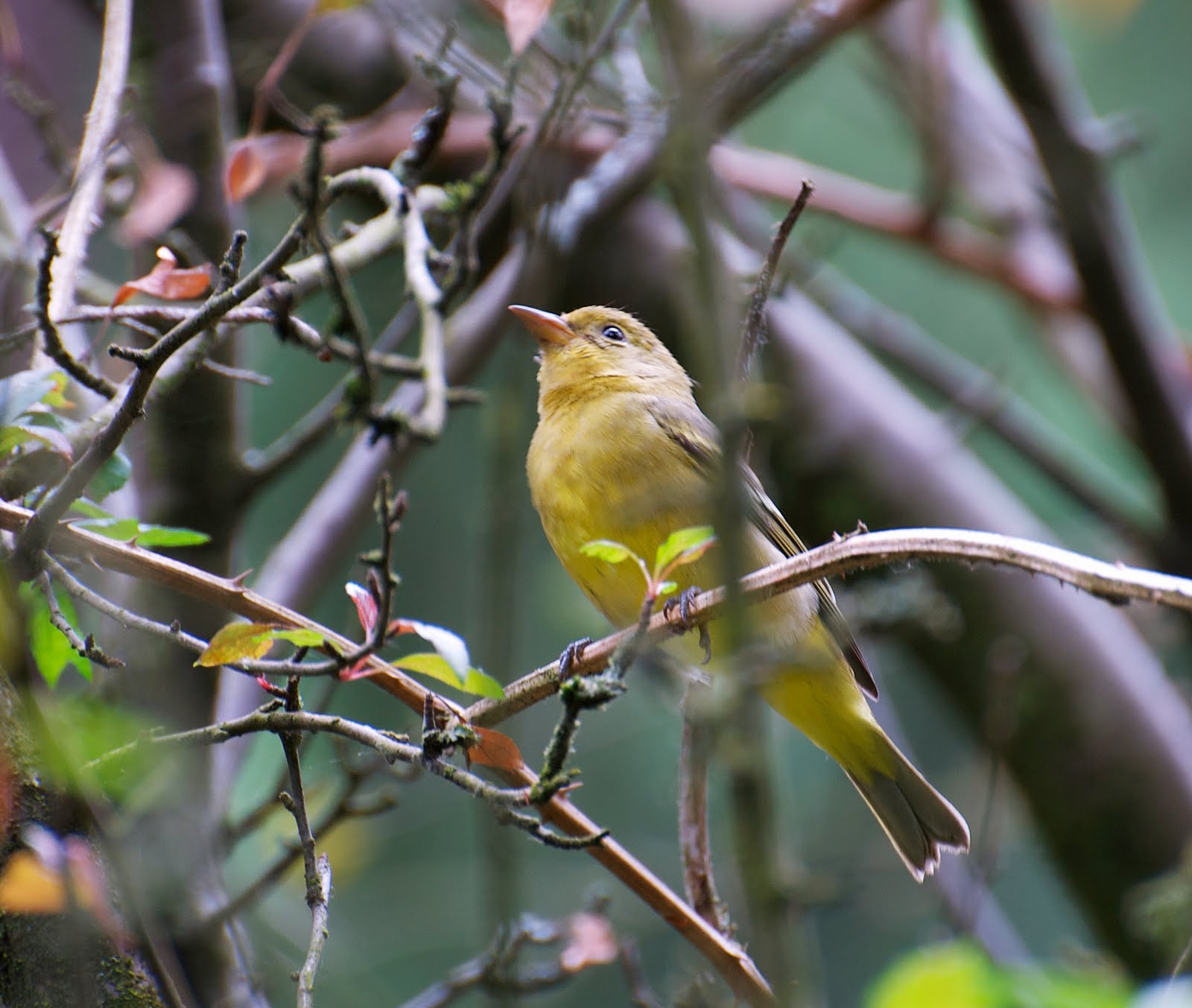 NW Bird Blog: Western Tanager - Female