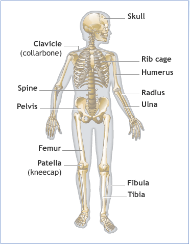 Health & Medicine: What are Bones made of