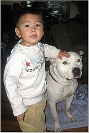 Lassie, Get Help: Toddler trains pit bull (with a little help from Mom)