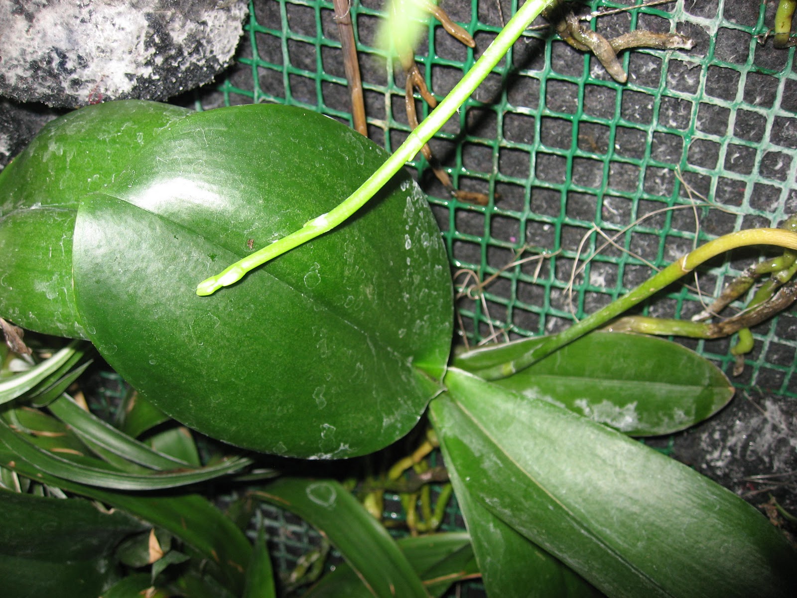 Mur végétal: Les nouvelles hampes florales