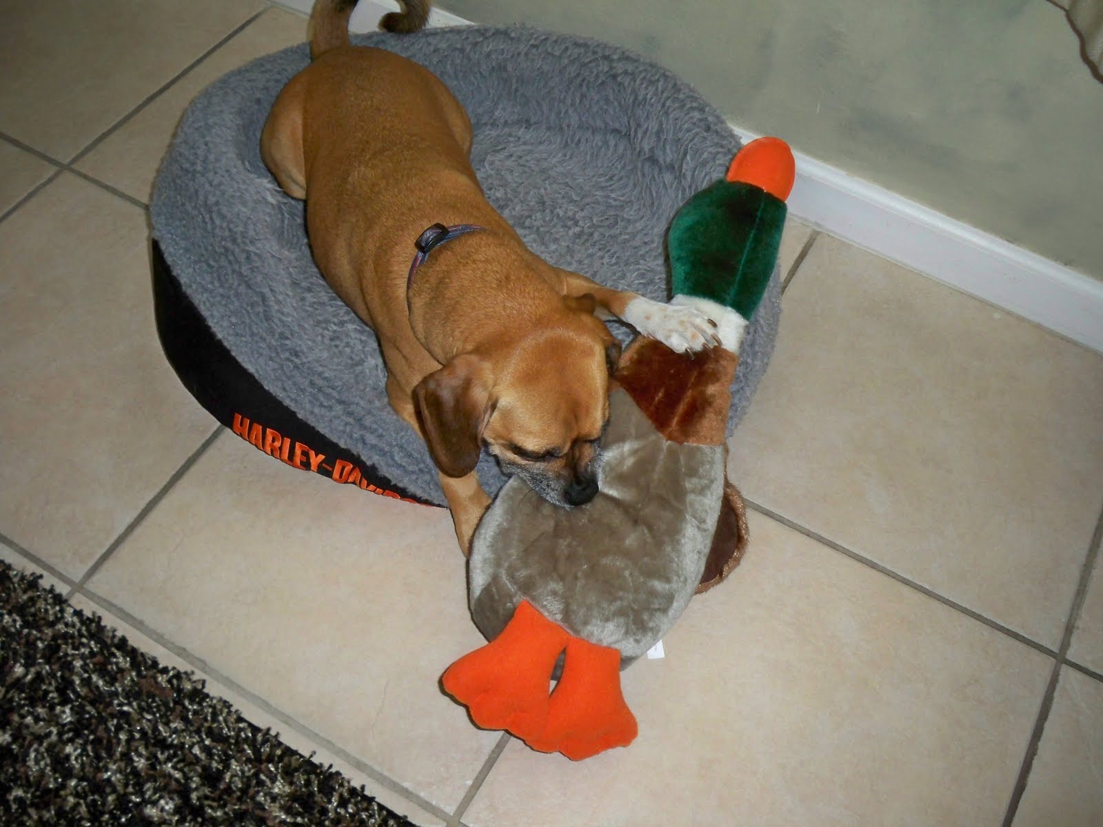 All About Bruschi! And Ebby too!: World's Biggest Duck!