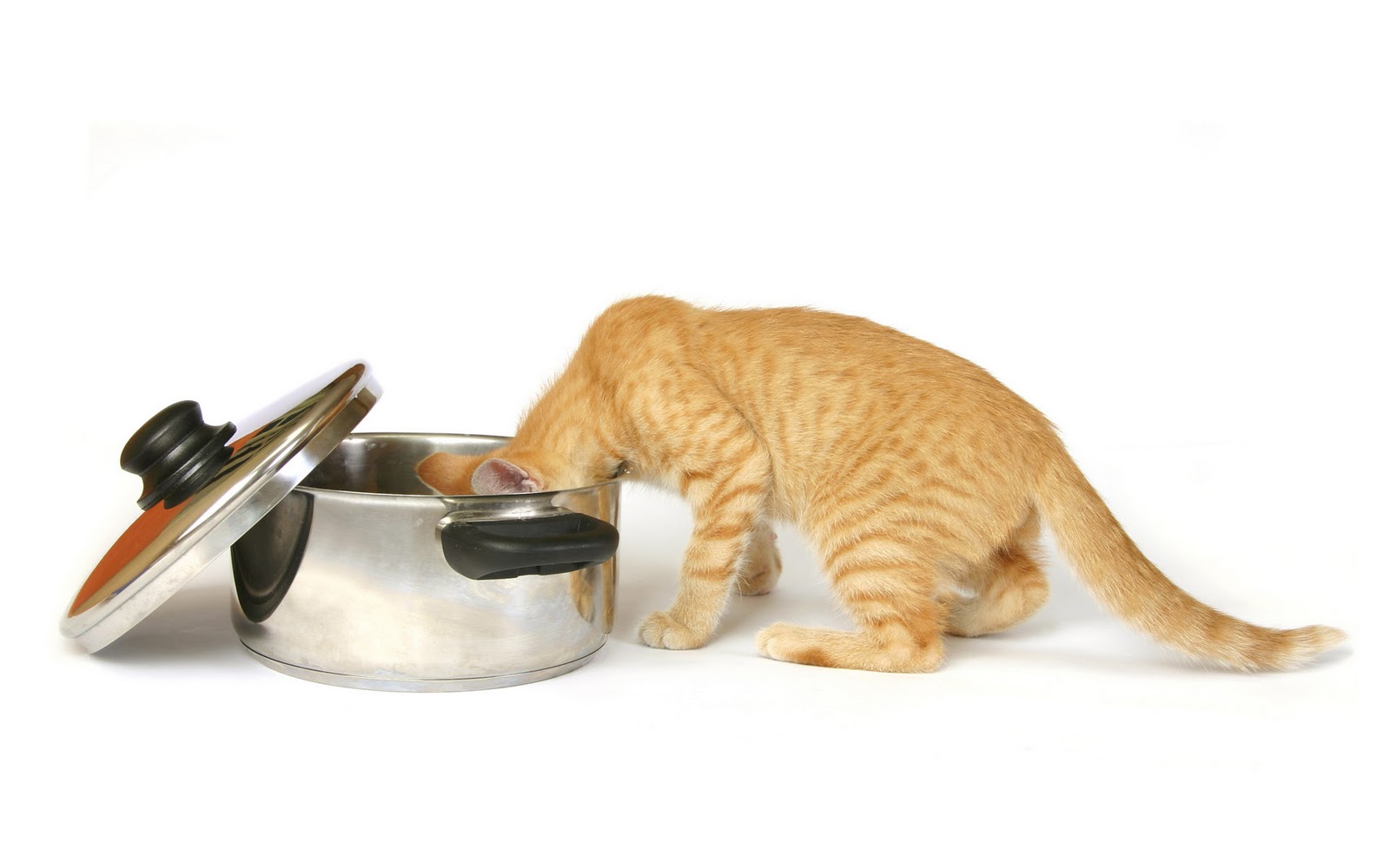 My Celebrities: Cat Eating Wallpaper