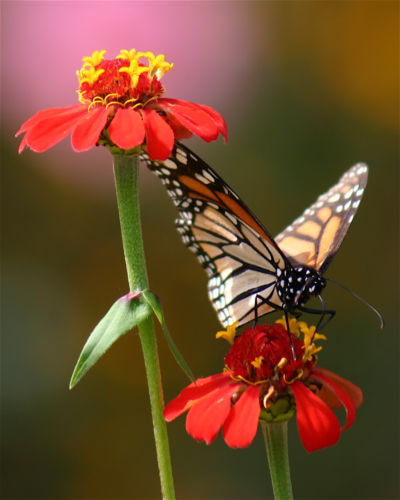 The OEI Travel Blog: Flora and Fauna of Mexico