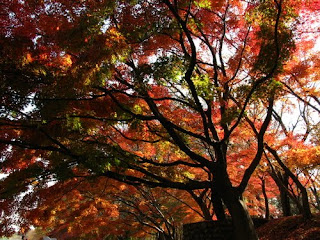 Studies of Plants and Wildlife: Musashino Park and Nogawa Park ...