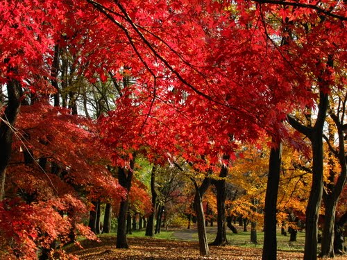 Studies of Plants and Wildlife: Musashino Park and Nogawa Park ...