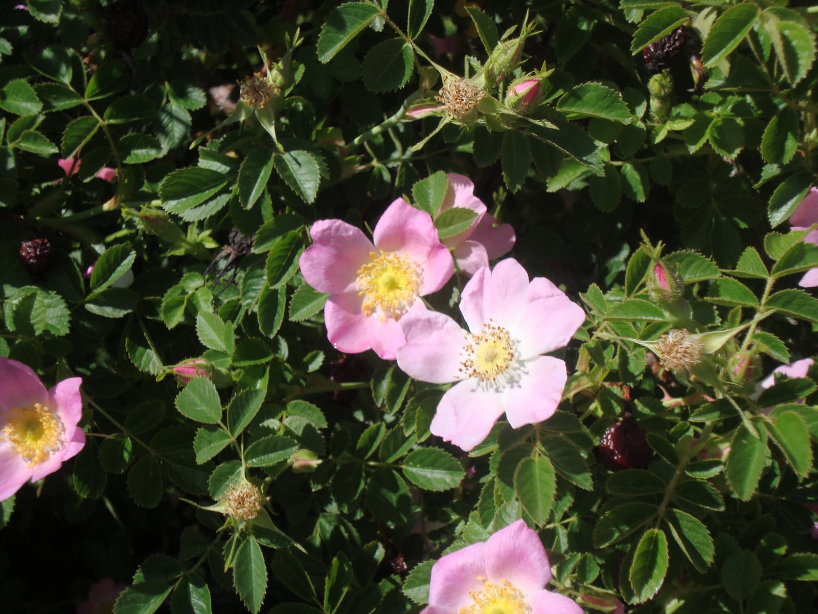 The Field of Gold: Briar Rose. Flowers in November. Berries now.