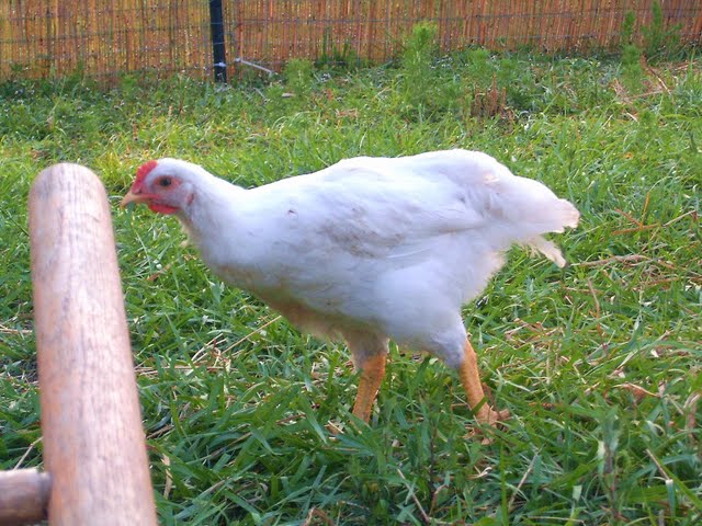 Homestead Light Condensed: The chick pics. Well adolescent chickens ...