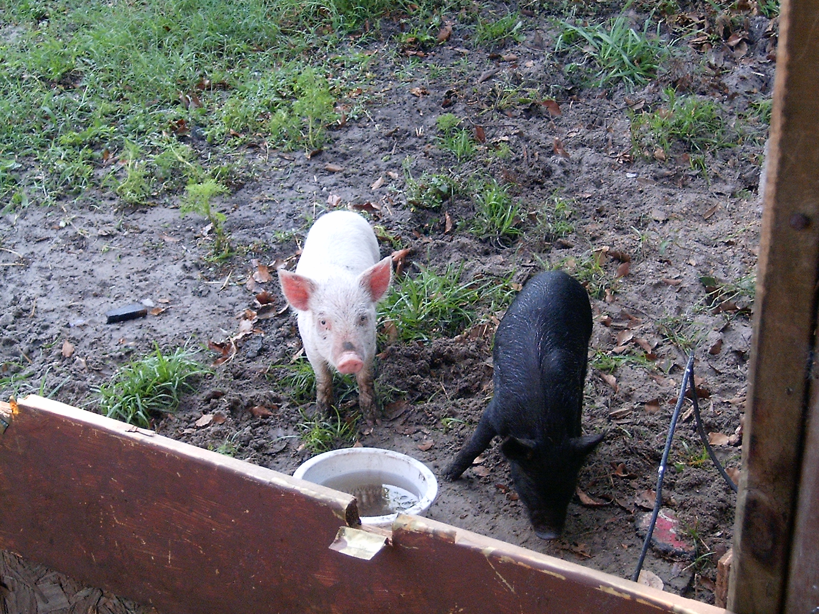 Homestead Light Condensed: Building the pig hutch, part 3 - the front porch
