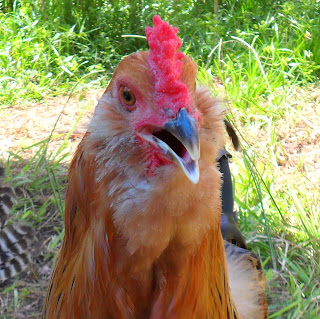 Homestead Light Condensed: All About Roosters, Hens, Combs, Beards and ...