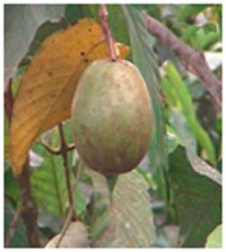 Finca Niguaria: El Caimaron
