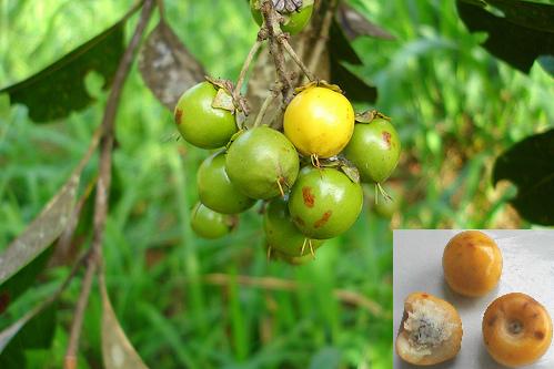 Finca Niguaria: El Nance (Byrsonima crassifolia)