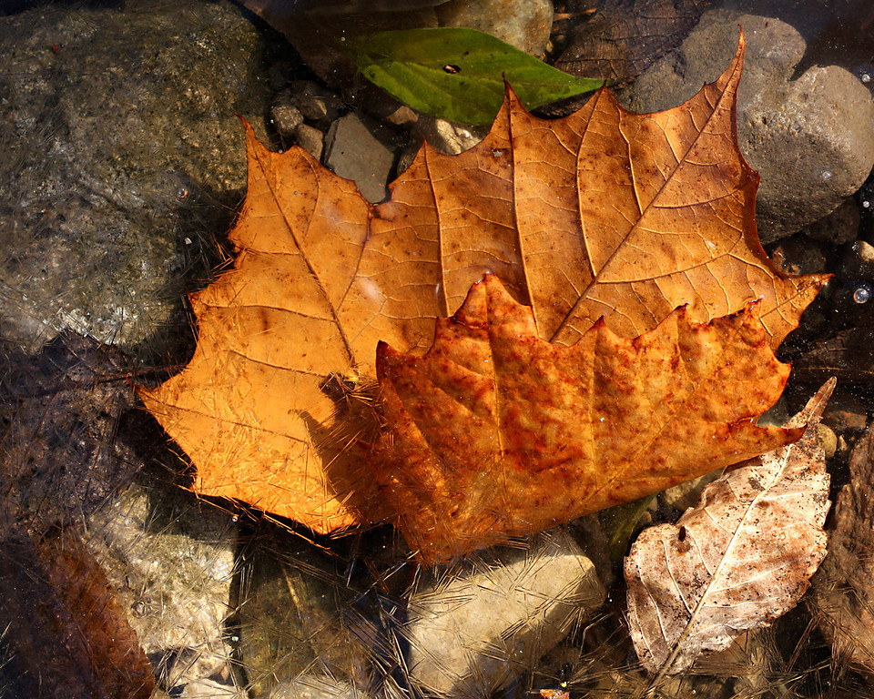 Bruce's Birding Blog: 2010: A great finish to the year of photography