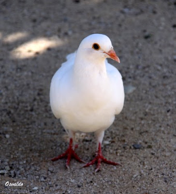 DIÁRIO DE UM PACIENTE II: POMBA BRANCA...POMBA BRANCA