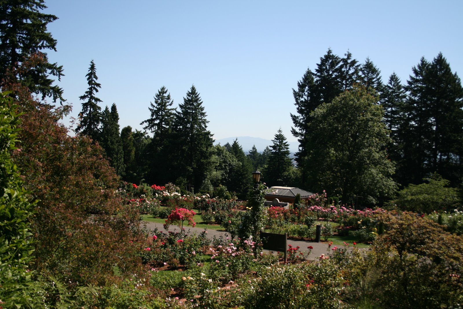 Delights of the Heart: Washington Park Rose Gardens