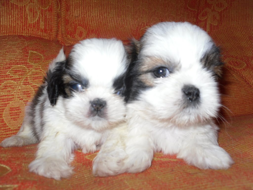 MR puppy: cachorros pomerania, yorkie, shih tzu y pincher de criaderos ...