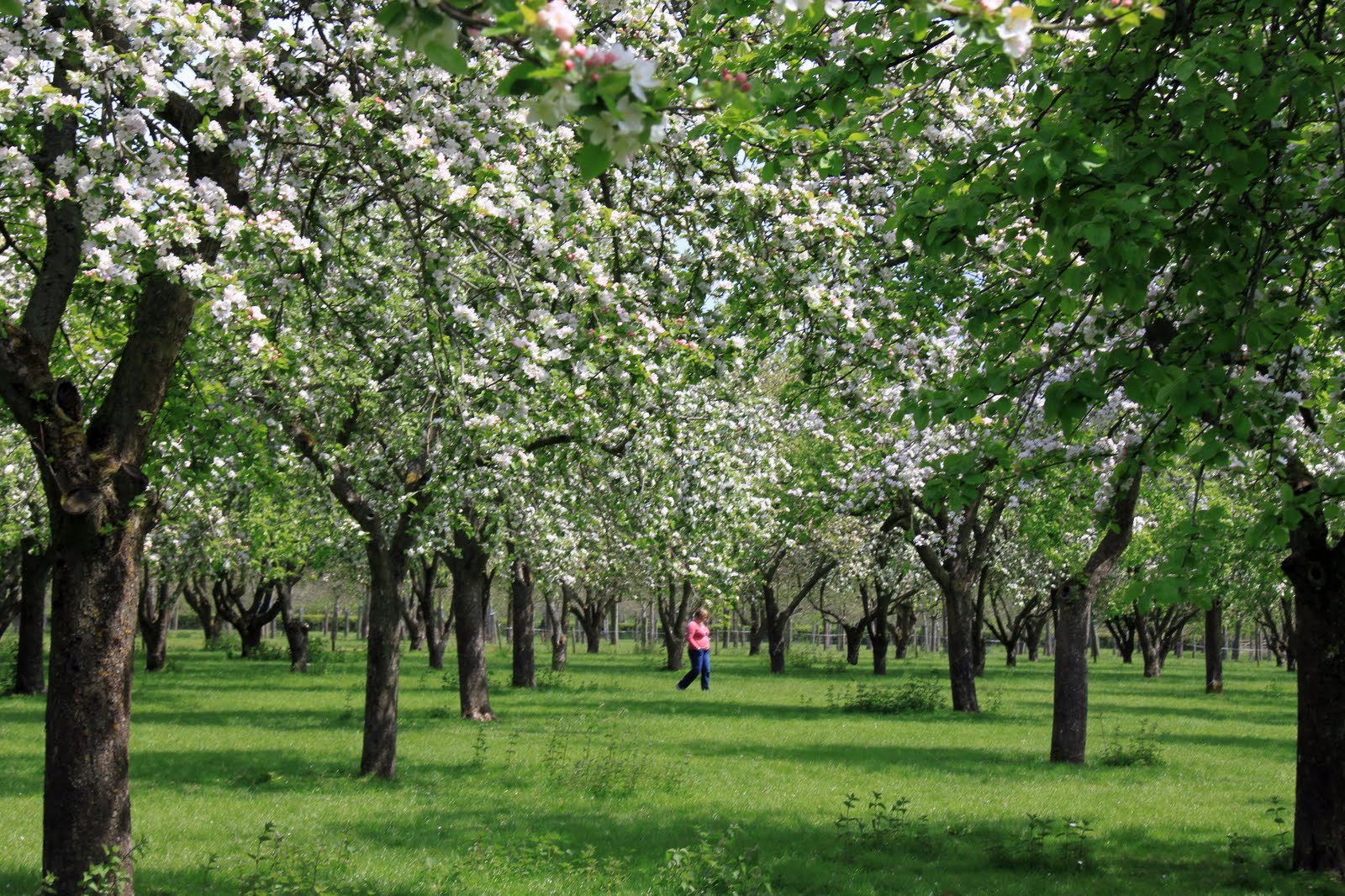 Wildlife Wanderings: Orchards and apple blossom