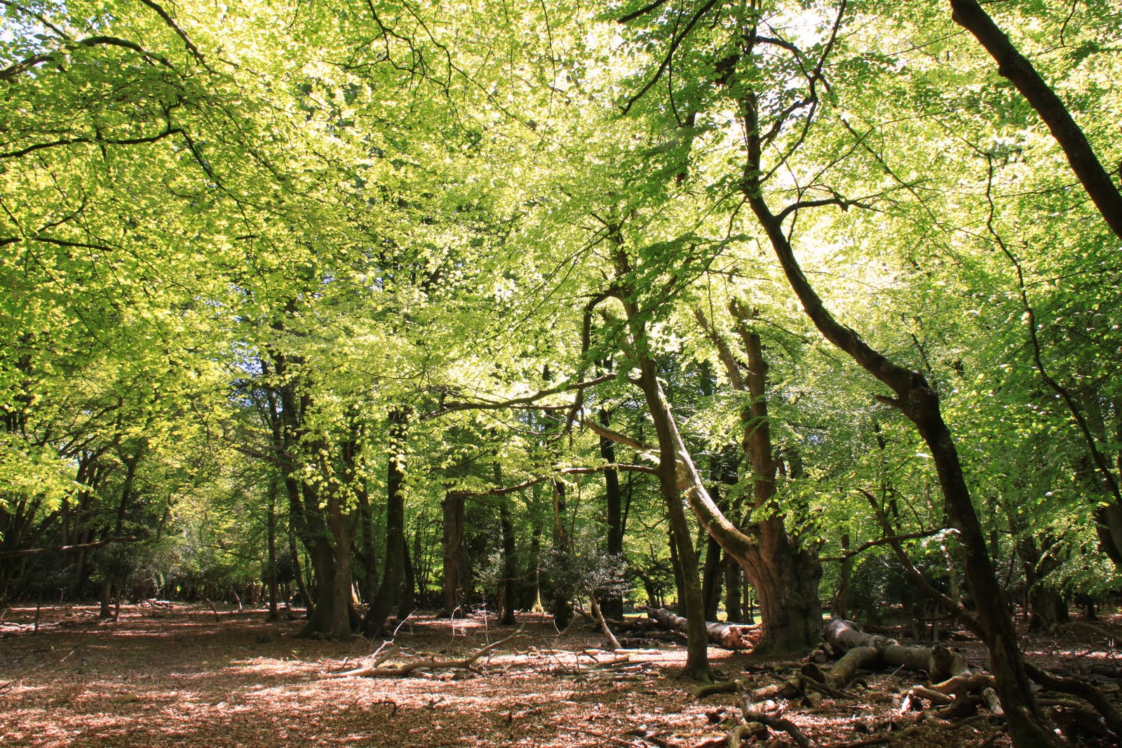 Wildlife Wanderings: May 2010