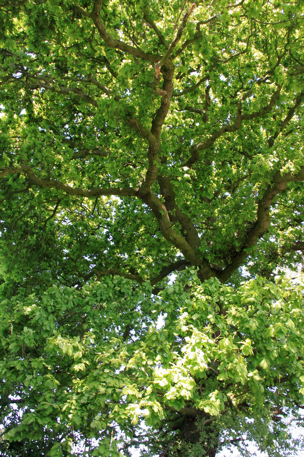 Wildlife Wanderings: May 2010