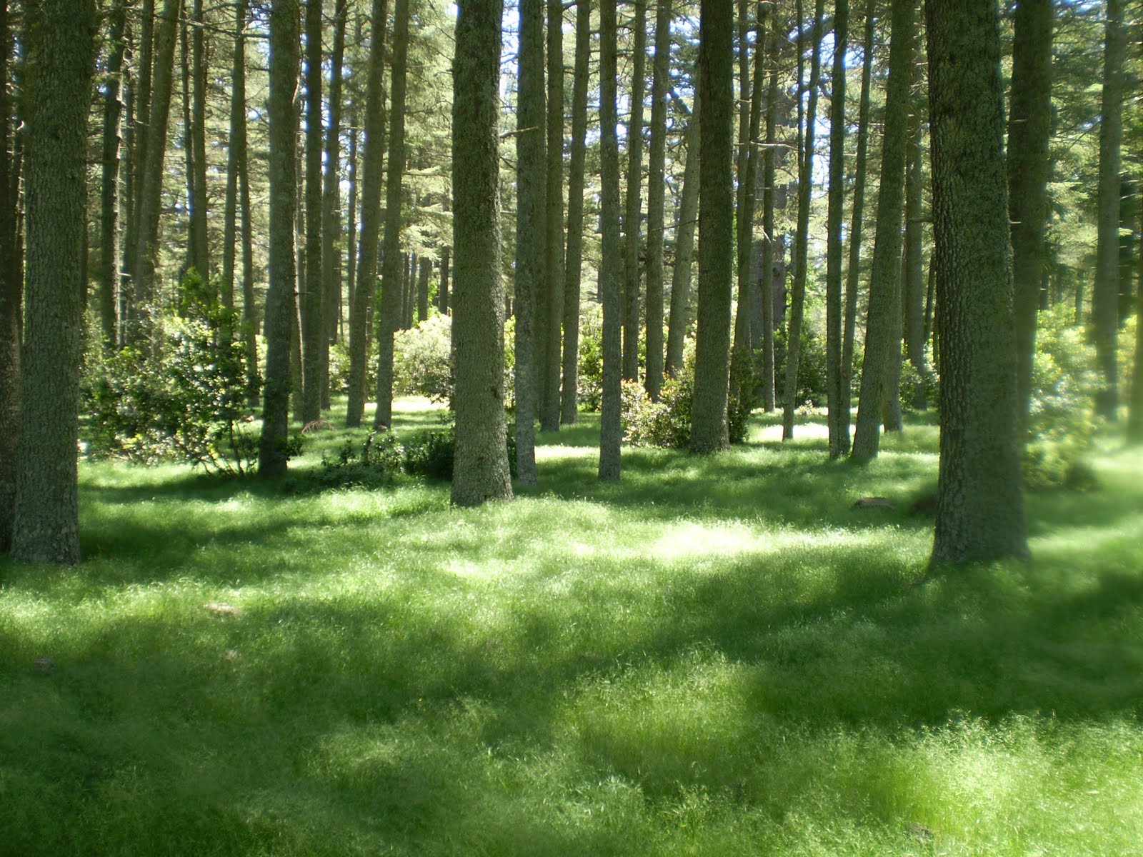 Berberblog -Moroccan Primate Conservation Foundation (www.mpcfoundation ...