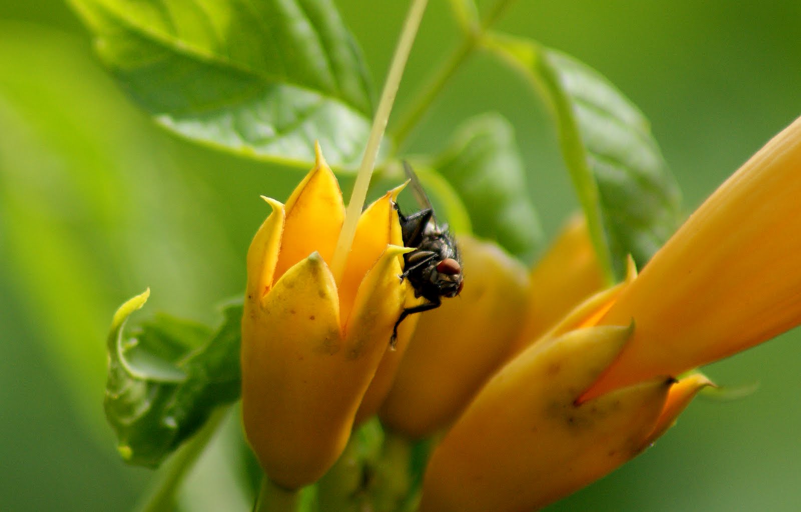 Favourite Insect photo's | Rick J - Nature photographs