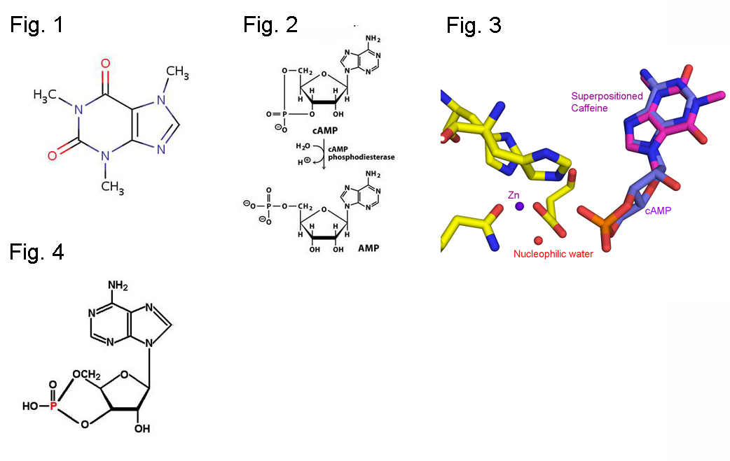 THE PROTEIN PUNDIT: The best part of waking UP... is 1,3,7 ...