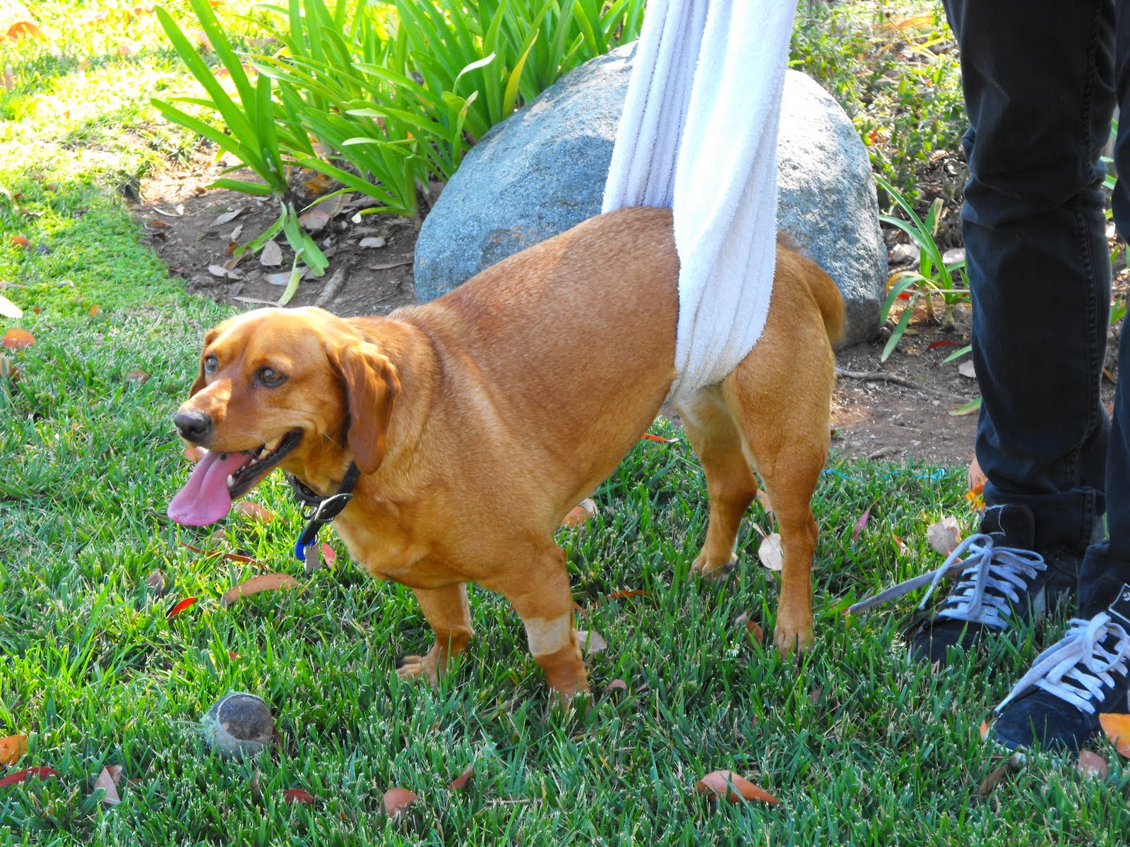 Head Knit Wit: No More Dogs