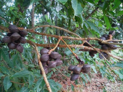 Aku Suke Melalut: jering