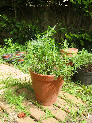 Raízes do Saber: Hissopo (Hyssopus officinalis)