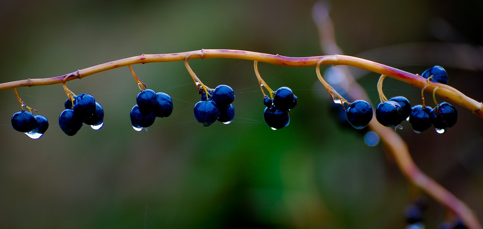 Tom Ruben Photography