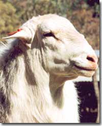 Veterinaria_MVZ_☼: Razas ovinas con importancia comercial en México