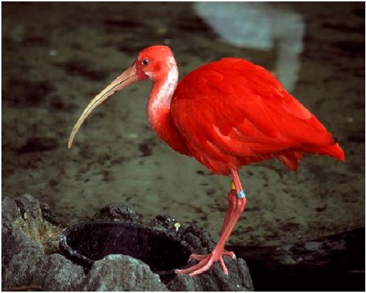 ESPECIES SILVESTRES DE CASANARE