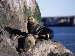 Životinje Iz Cijeloga Svijeta: 2010