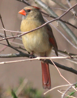Ashley's Acres: Cardinals