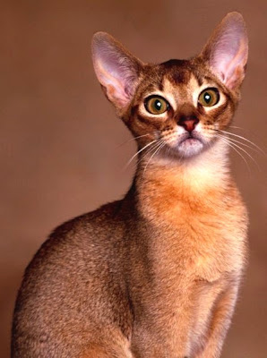 Katie's Kitties: Abyssinian Cats and Kittens