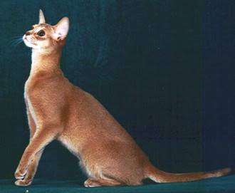 Katie's Kitties: Abyssinian Cats and Kittens