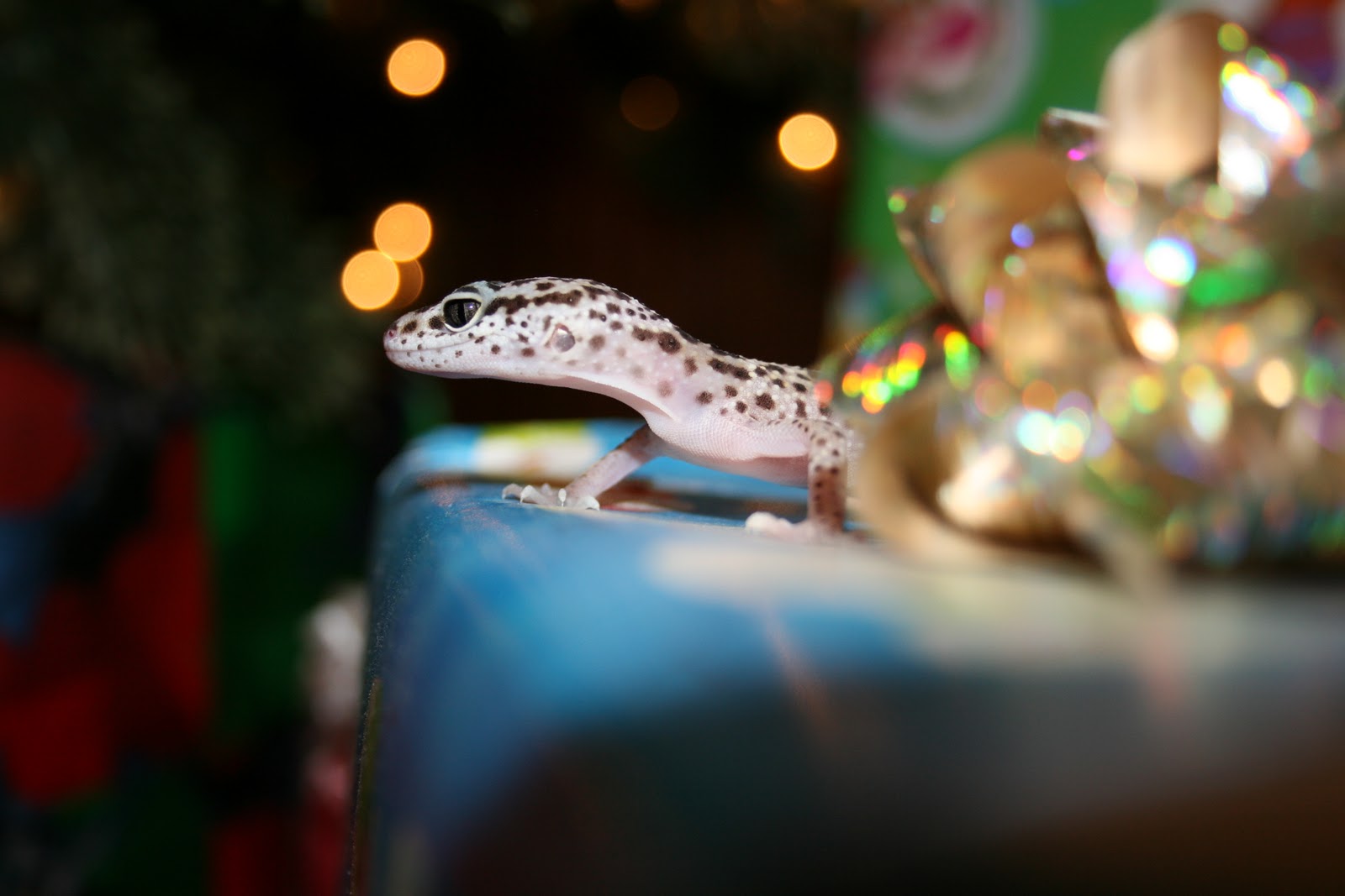 iInspire: My Leopard Geckos Celebrating Christmas!!