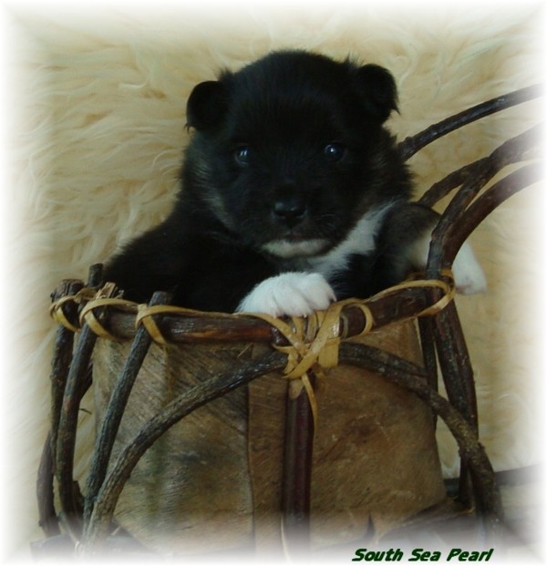 Canadian Icelandic Sheepdog Club