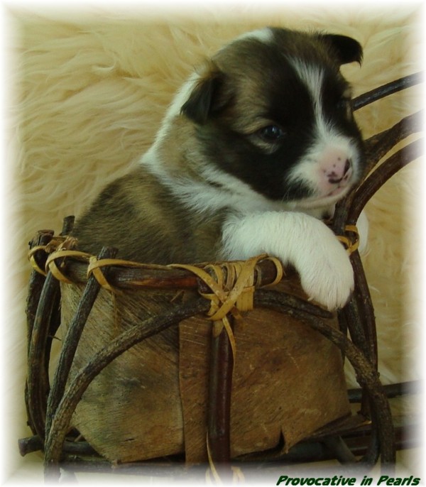 Canadian Icelandic Sheepdog Club