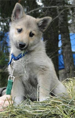 Canadian Icelandic Sheepdog Club: Icelandic Sheepdog Puppies Available ...