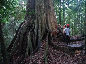 terenGGanu MYjourney: The BIGGEST CENGAL tree in the world