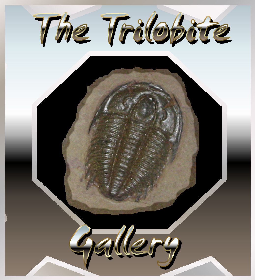 ART Evolved: Life's Time Capsule: The Trilobite Gallery