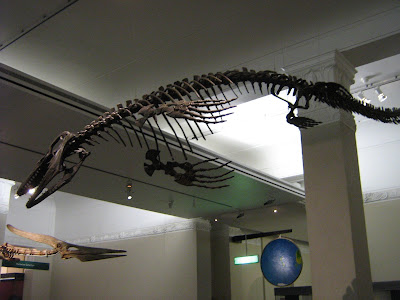 Troodon Skeleton
