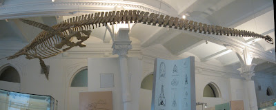 The Tyrannosaur Chronicles: fossil of the weekend! #55