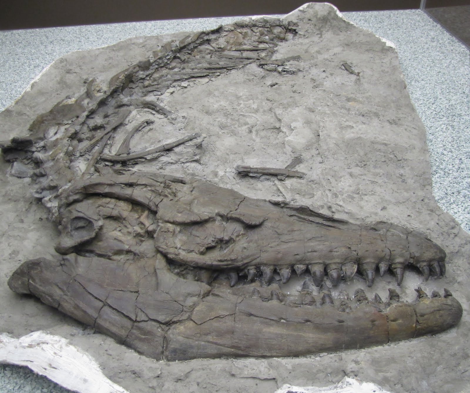 The Tyrannosaur Chronicles: 2010