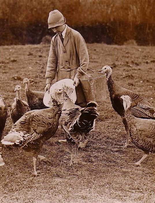 art freebies archives: animals