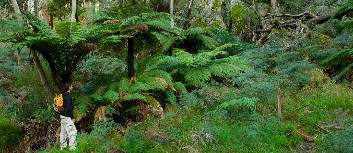 Mount Cole State Forest | Goldfields Image Makers