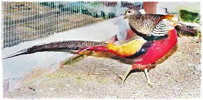 TERENGGANU UNIK : :: Ceritera 79 : Taman Burung Kuang Ajil