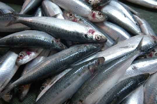 Fishing adventurers in Brunei waters: Ikan Tamban